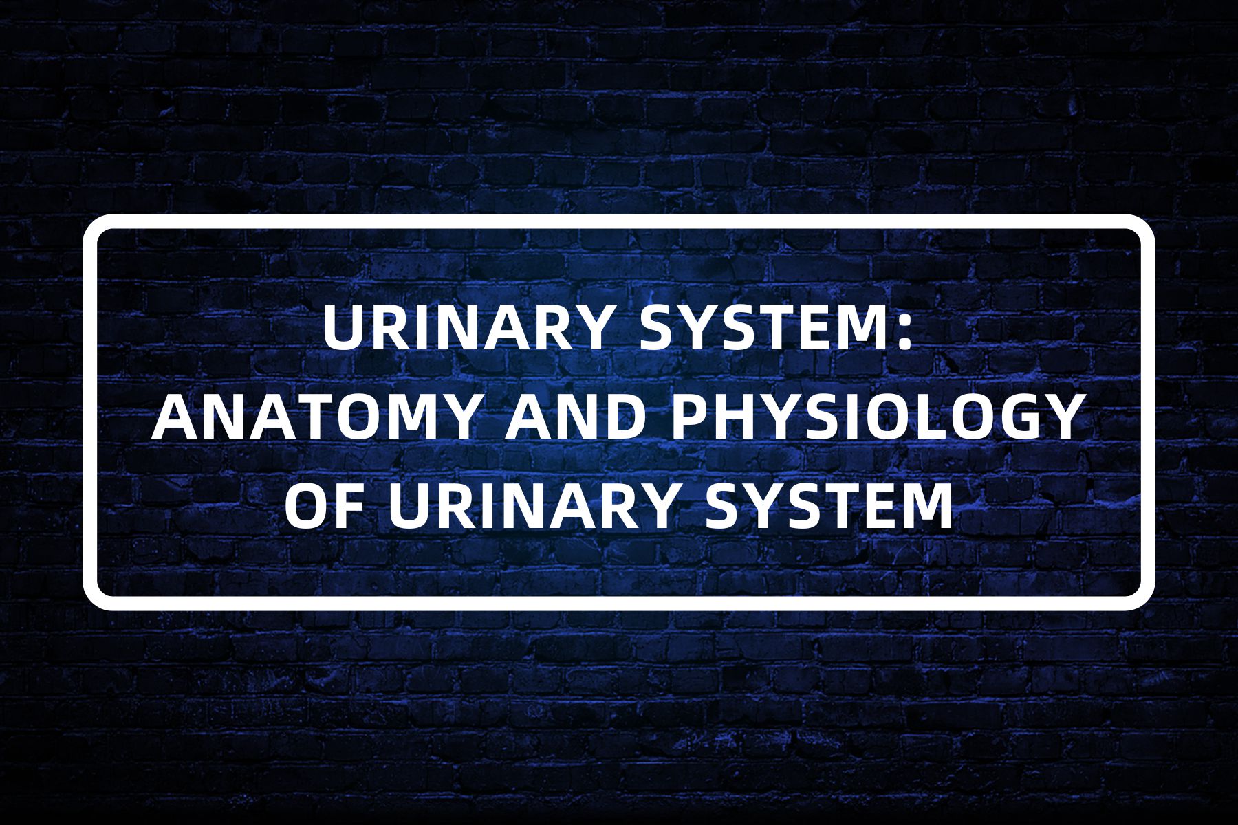 17 Urinary System Anatomy And Physiology Of Urinary System Dpharm Guru