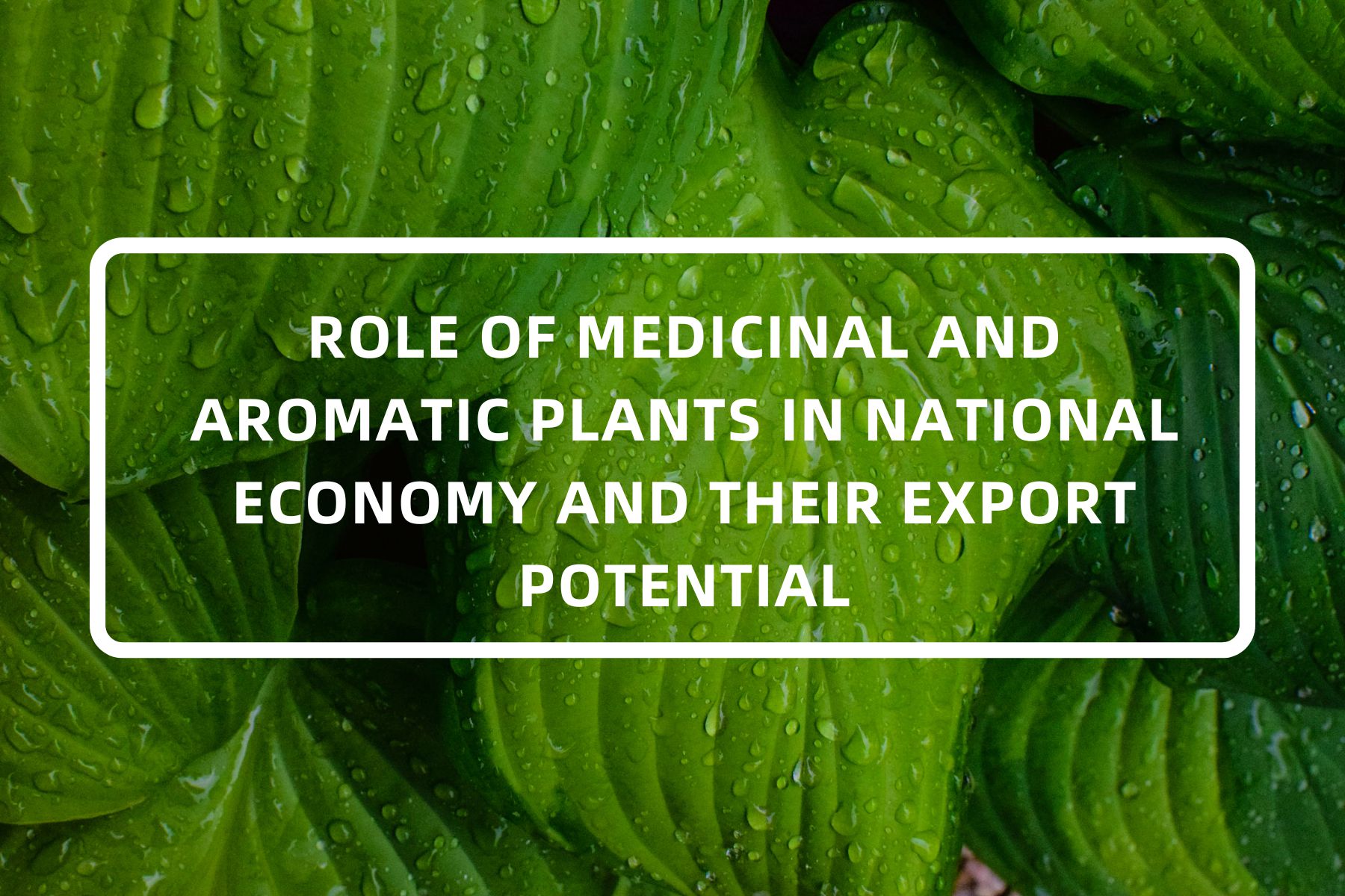 8. ROLE OF MEDICINAL AND AROMATIC PLANTS IN NATIONAL ECONOMY AND THEIR ...