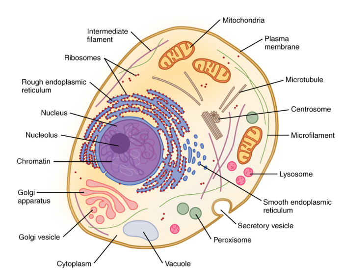 2. STRUCTURE OF CELL - DPHARM GURU